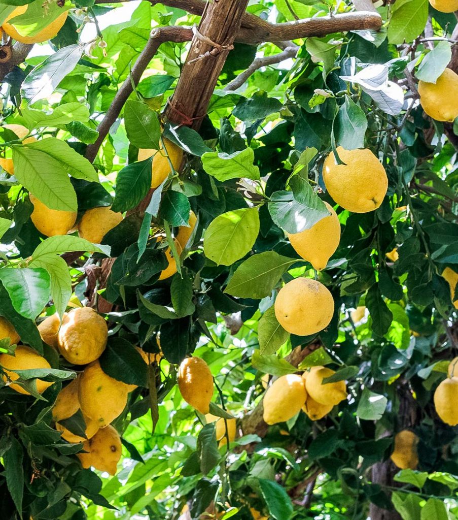 Best things to do in Minori and Maiori - Globe Voyaging